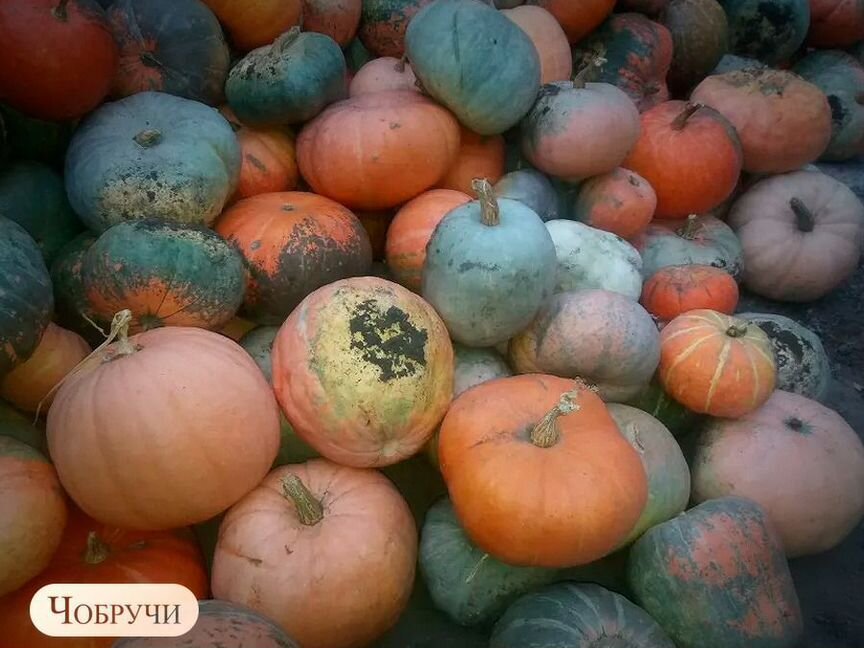 Тыква кормовая