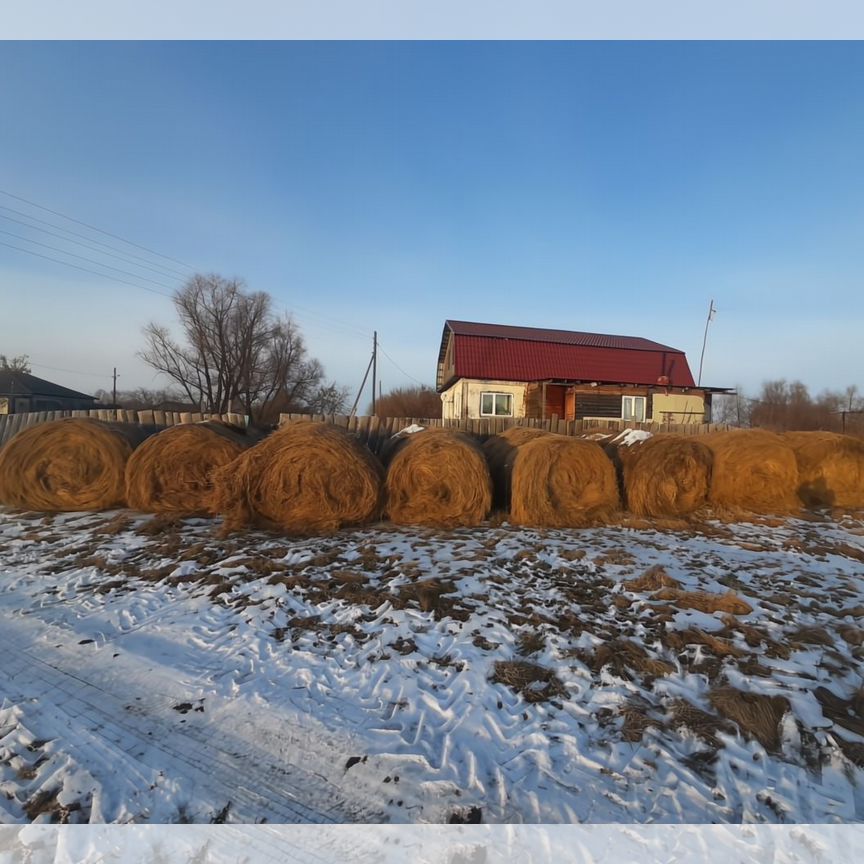 Сено в тюках