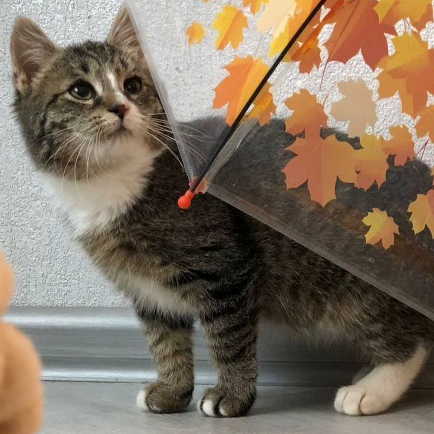 Котёнок в добрые руки