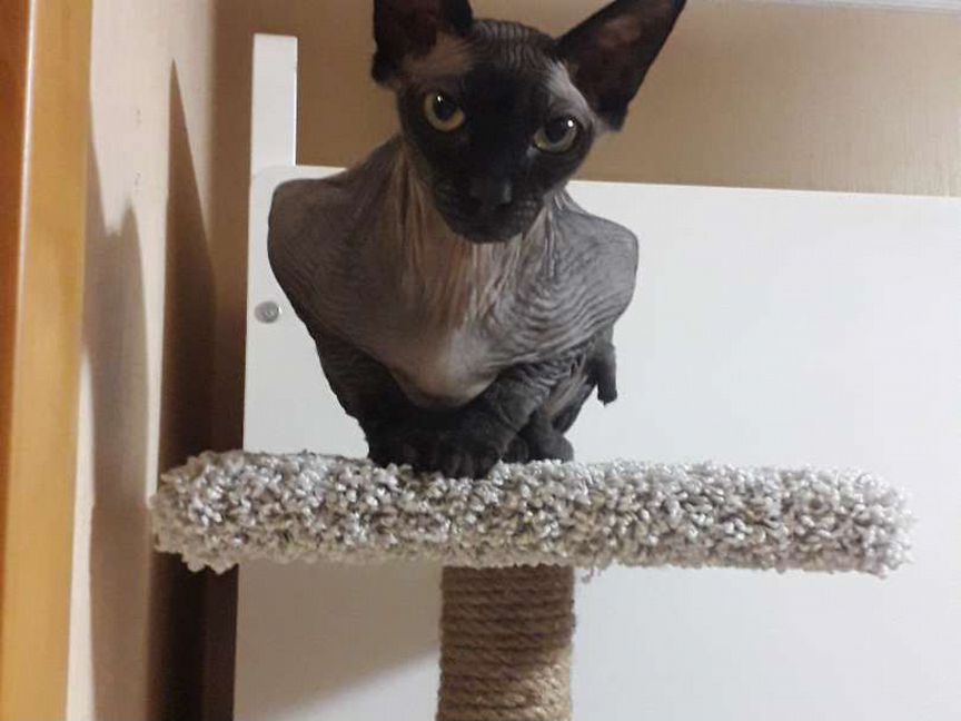 Кошки донской сфинкс