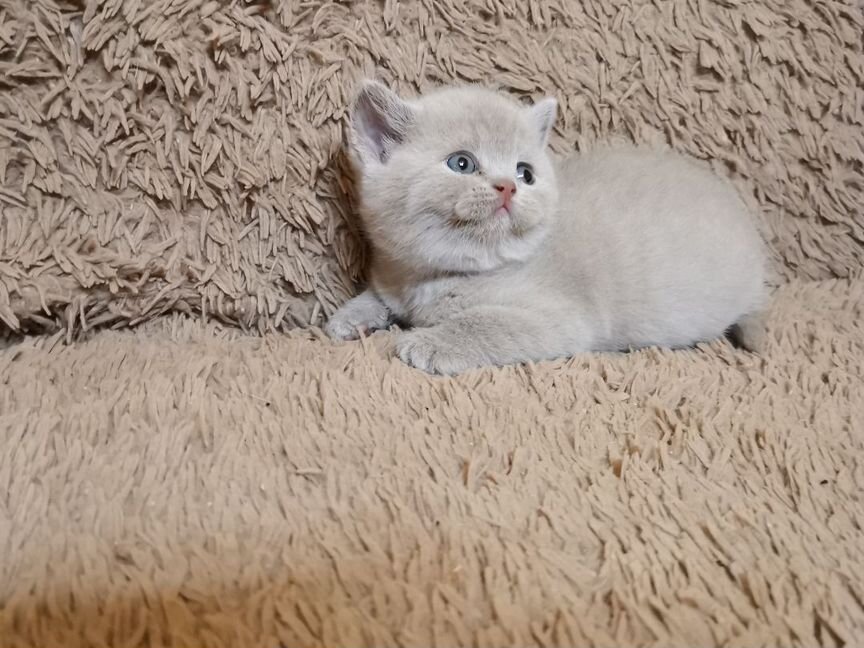 Фавн британец котенок