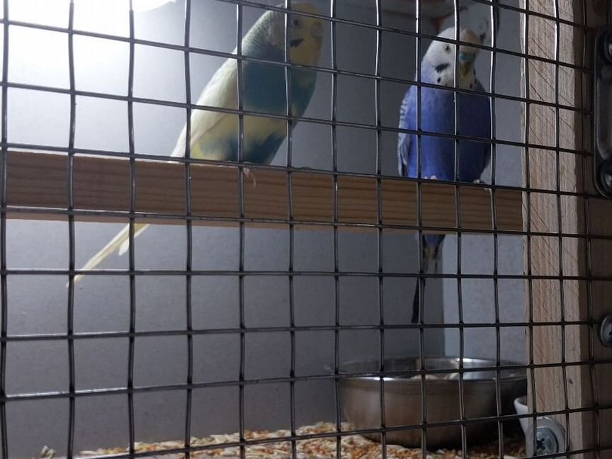 Волнистый попугай