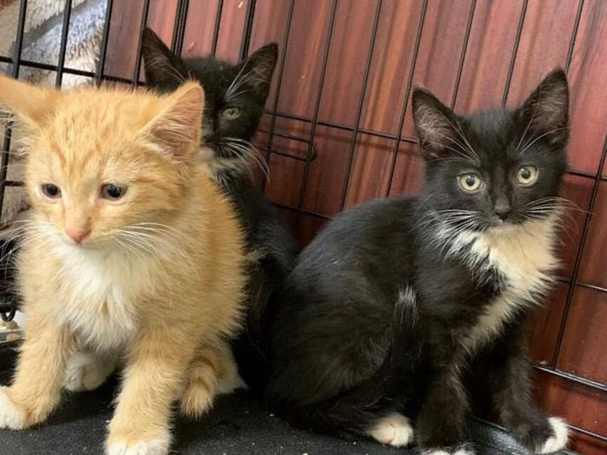 Самые красивые котятки малыши