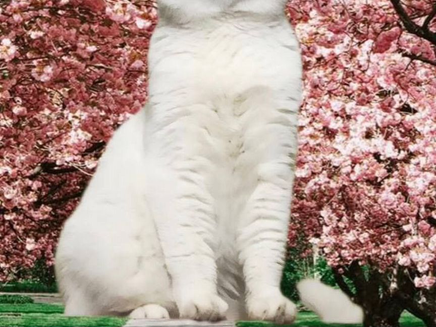 Котик ищет кошку