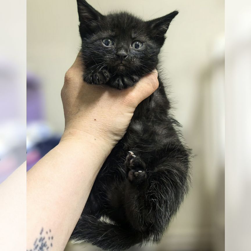 Котёнок в добрые руки