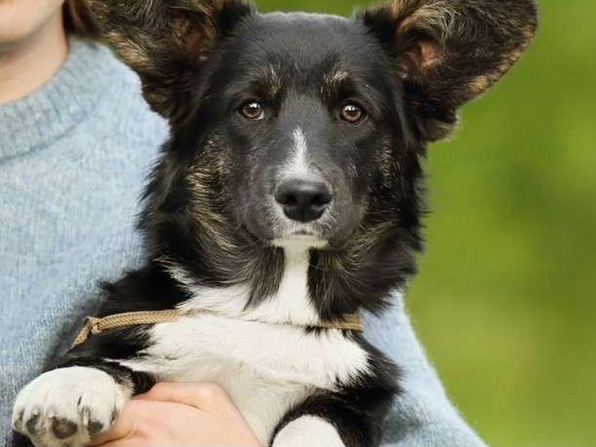 Корги Черный Принц