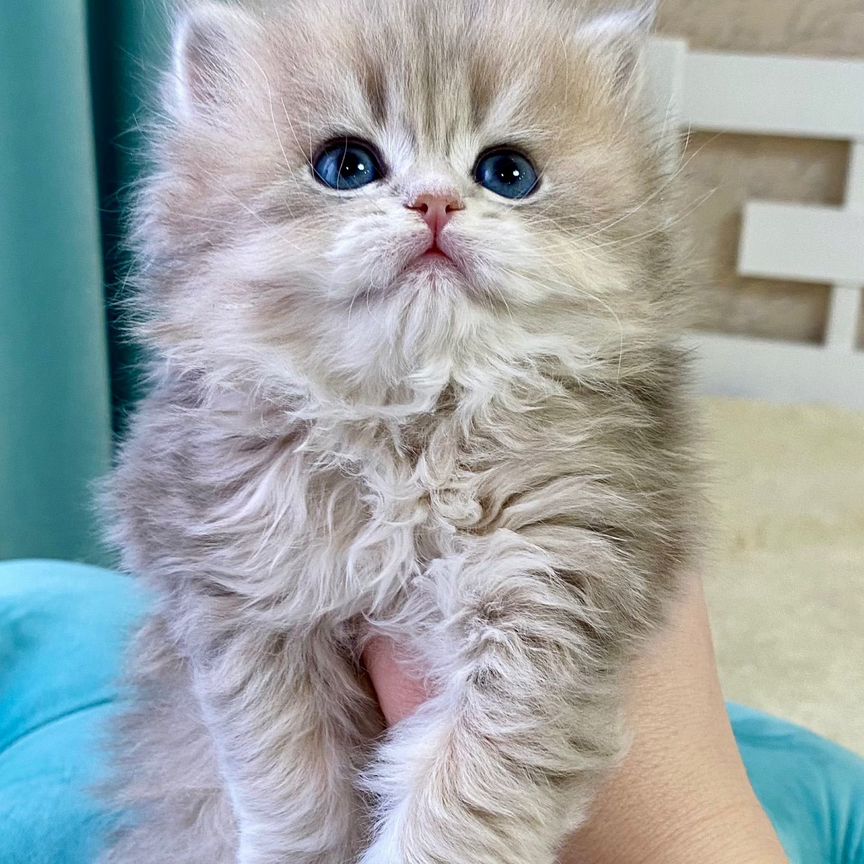 Британская красотка шиншилка