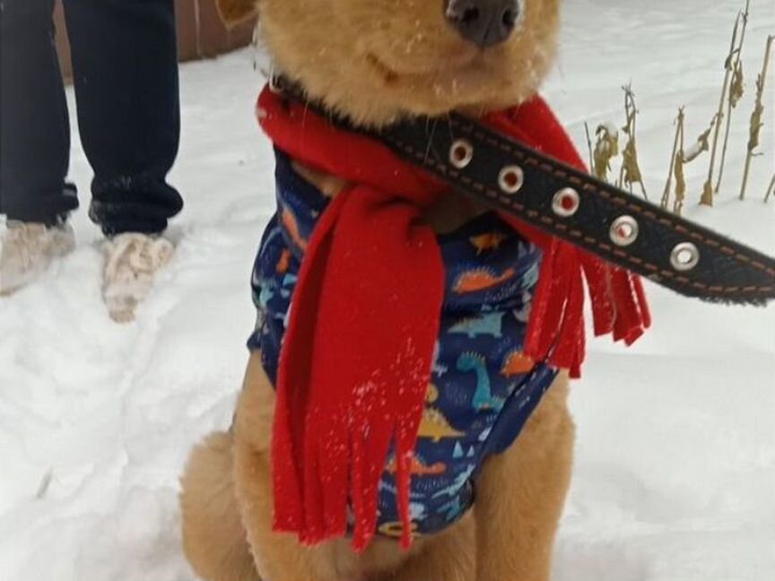 Щенок рыжулик ищет Дом