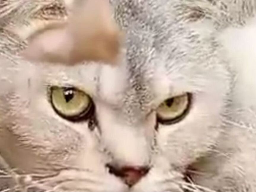 Кошка в дар скотиш страйт