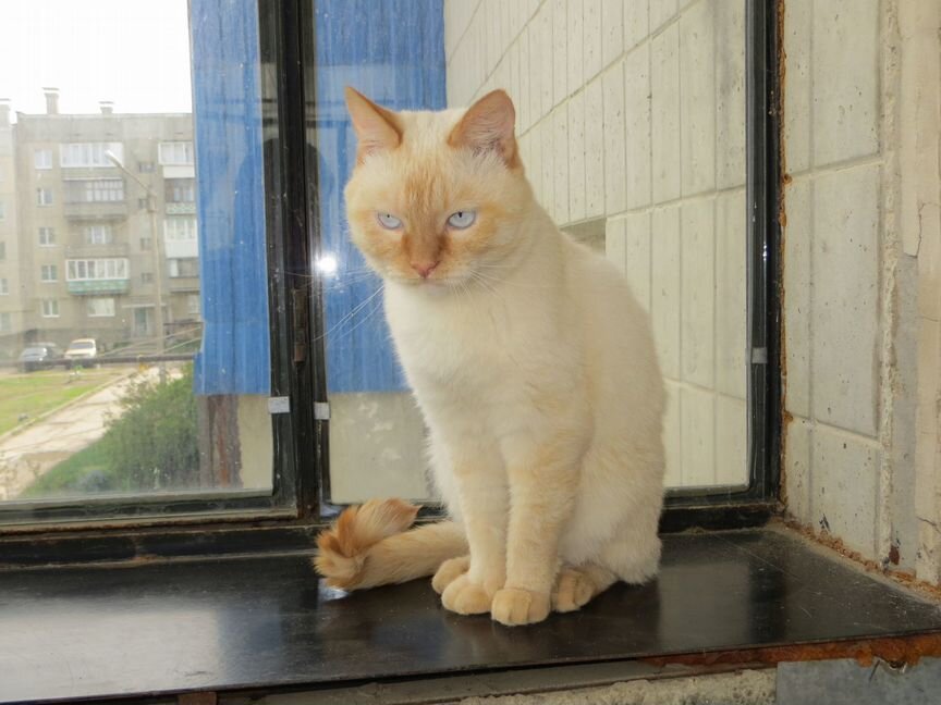 Коты и кошки ищут дом