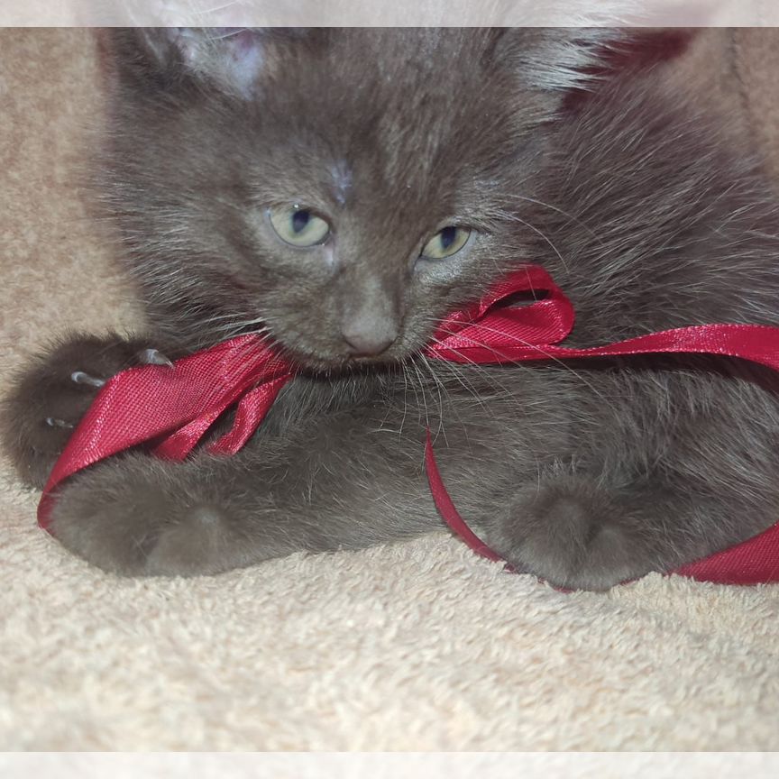 Котята
