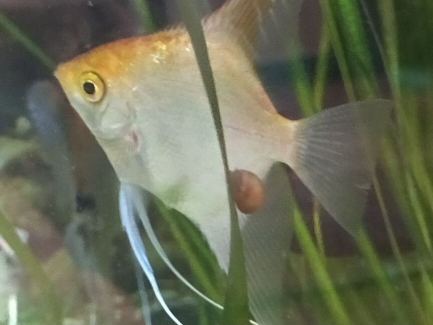 Рыба скалярия