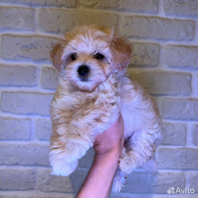 Мальтипу F1 mini, premium