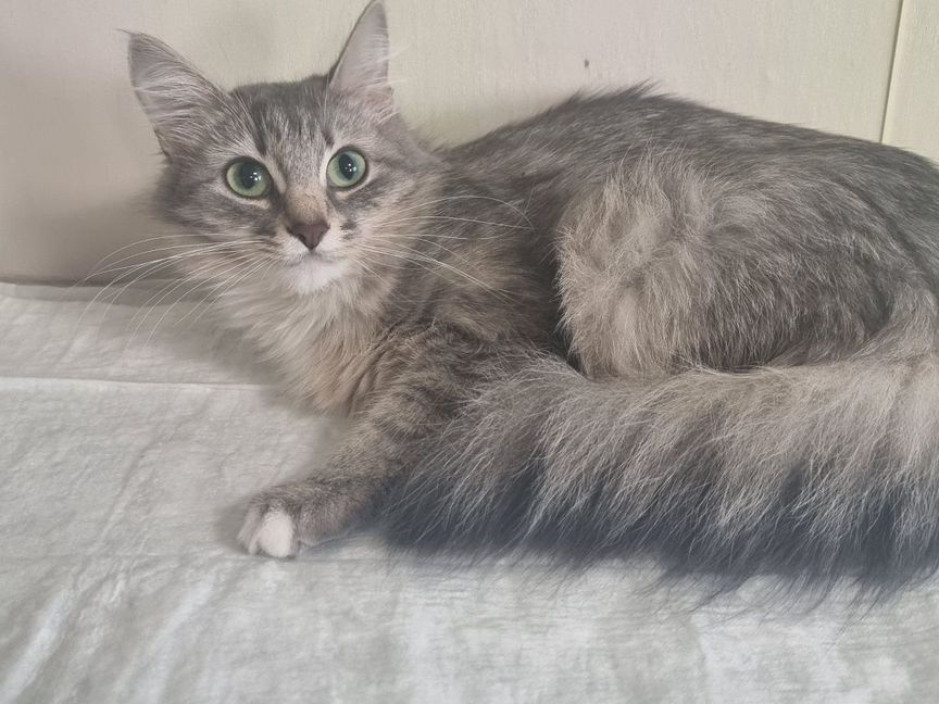 Кошки в добрые руки бесплатно
