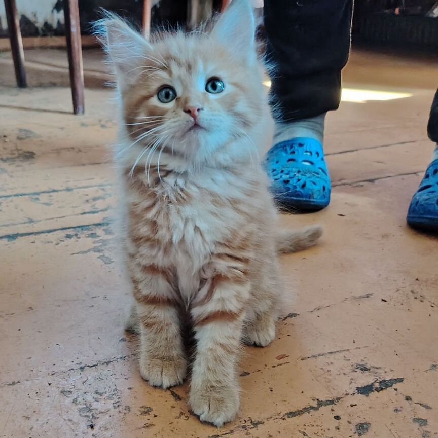 Котята мейнкуны помесь