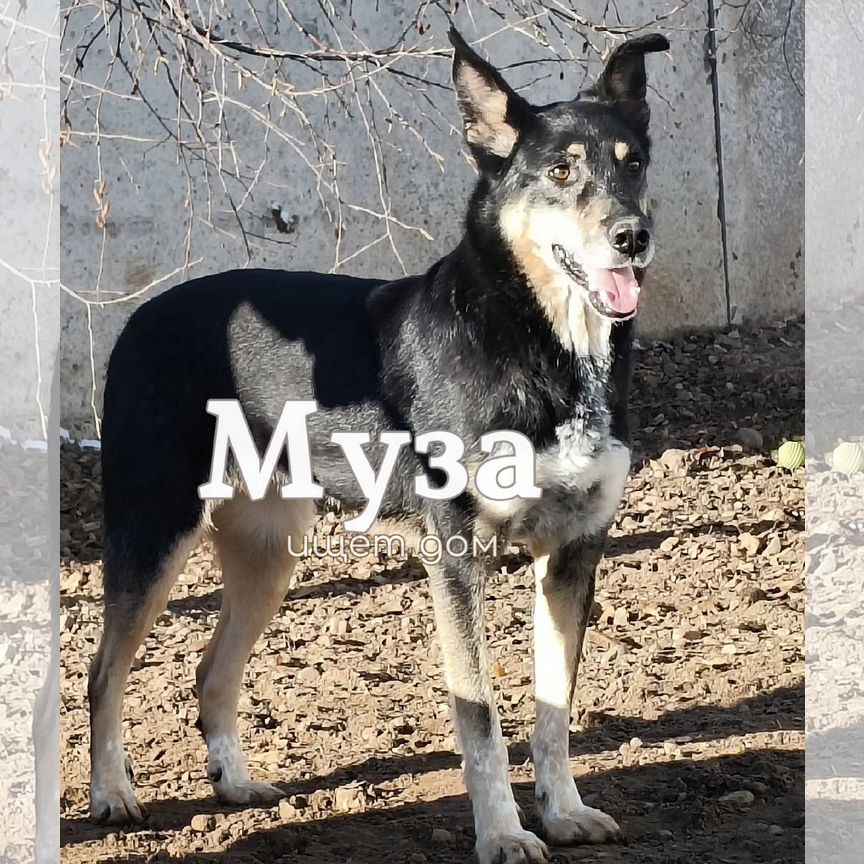 Взрослая собака в добрые руки