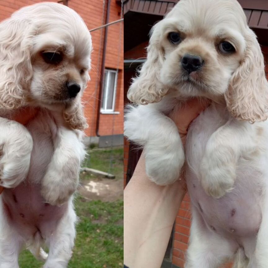 Американский кокер-спаниель, щенок