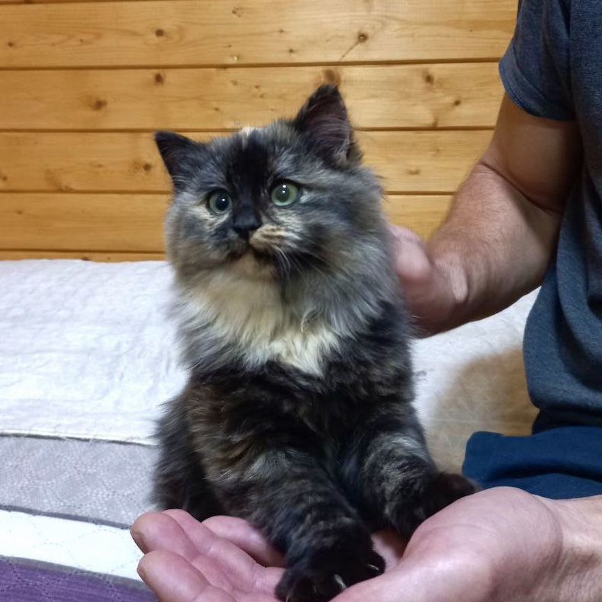 Котенок ищет добрый ручки