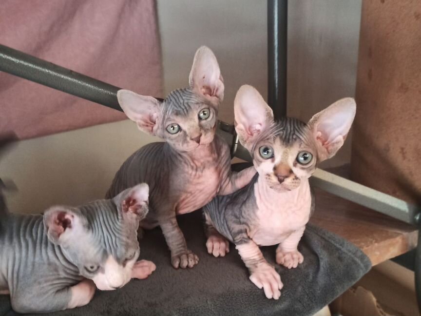 Канадский сфинкс котята