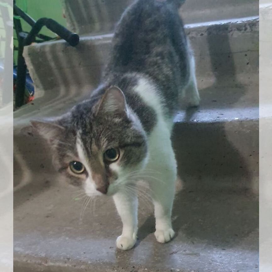 Котёнок в добрые руки