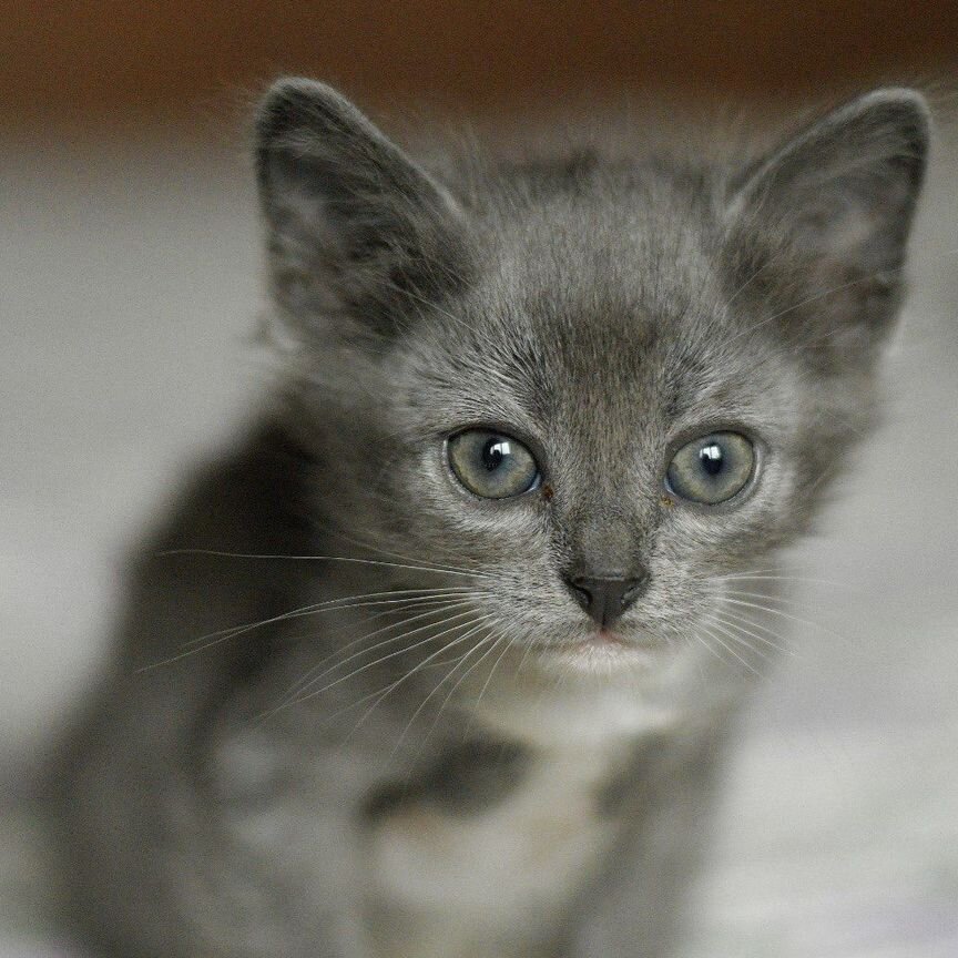 Котенок Фифи в добрые руки