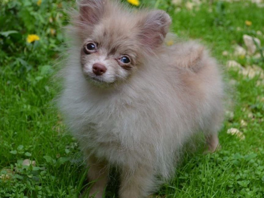 Шпиц подрощенный