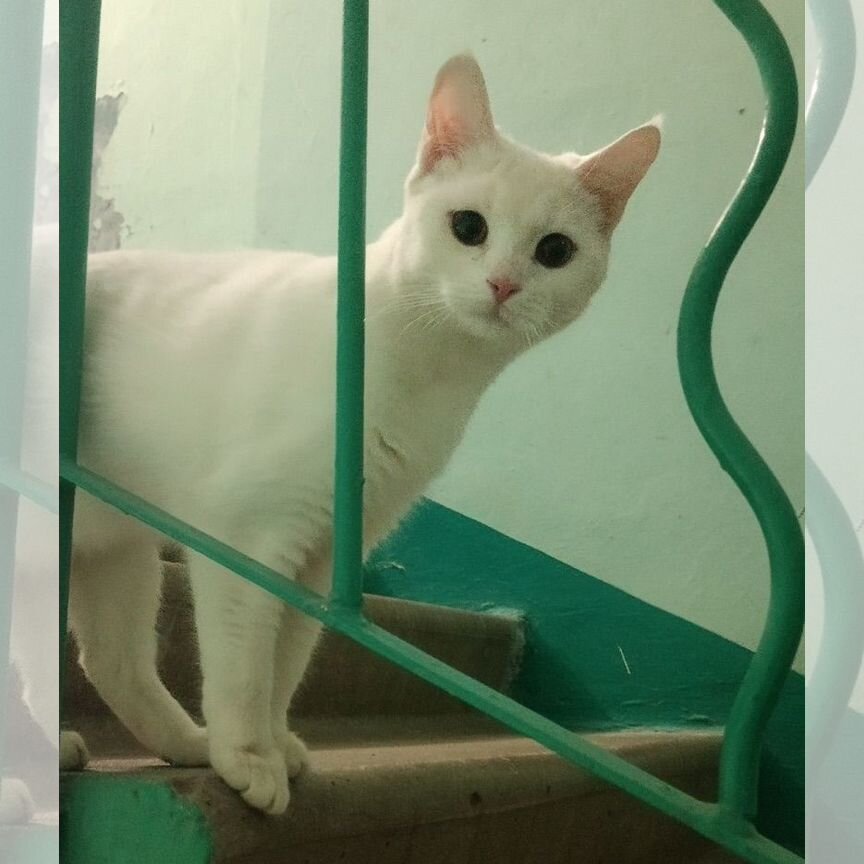 Взрослая, кошка в добрые руки