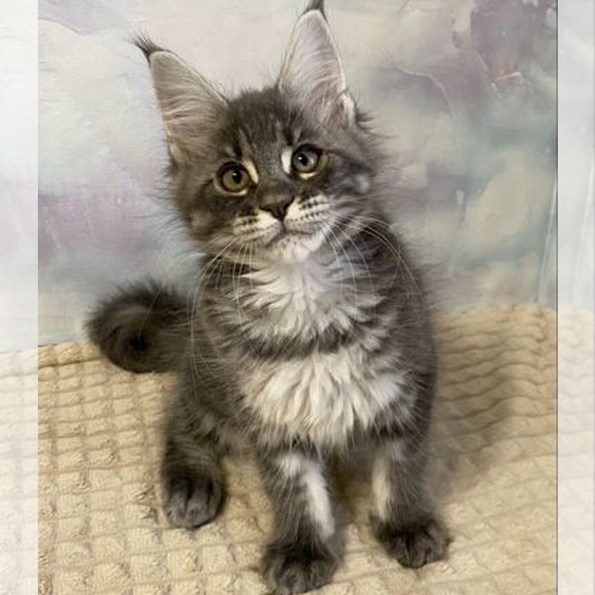 Мейн-кун котёнок