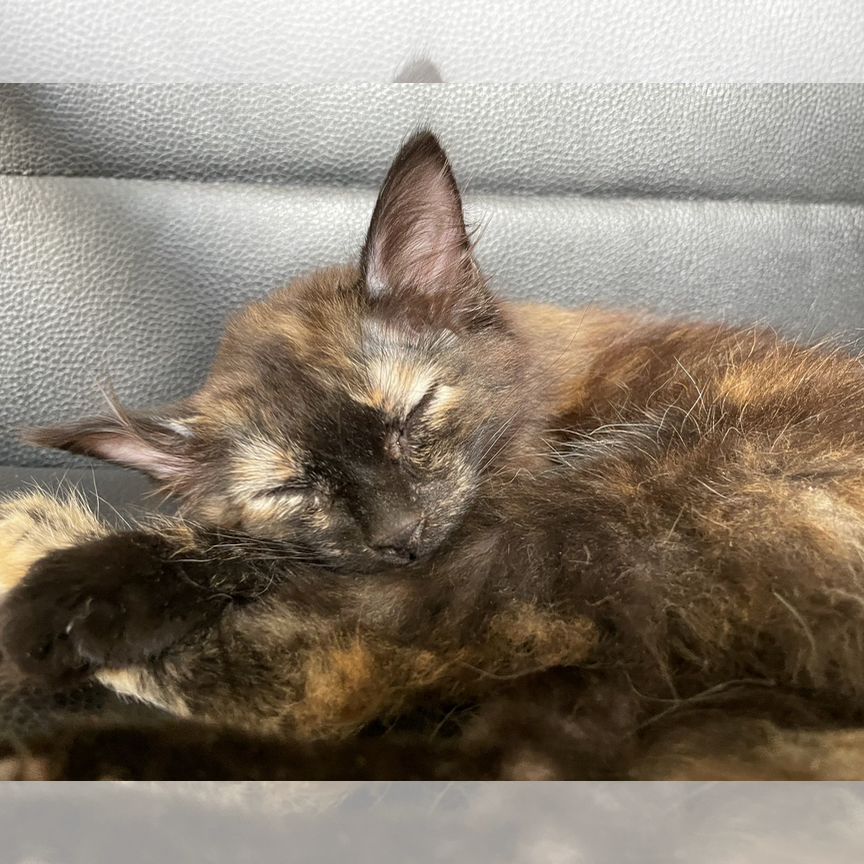 Котёнок от частного владельца