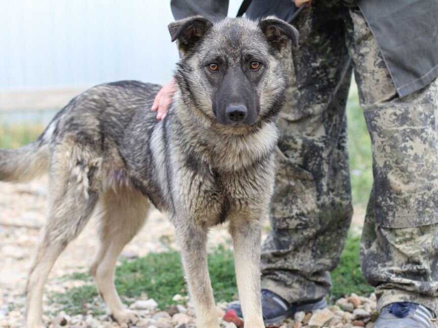 Собачка Боня в добрые руки