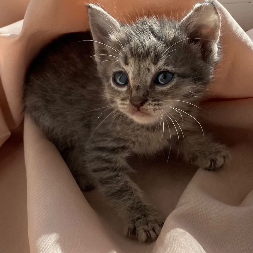Голубоглазый котенок девочка 1,5 месяца