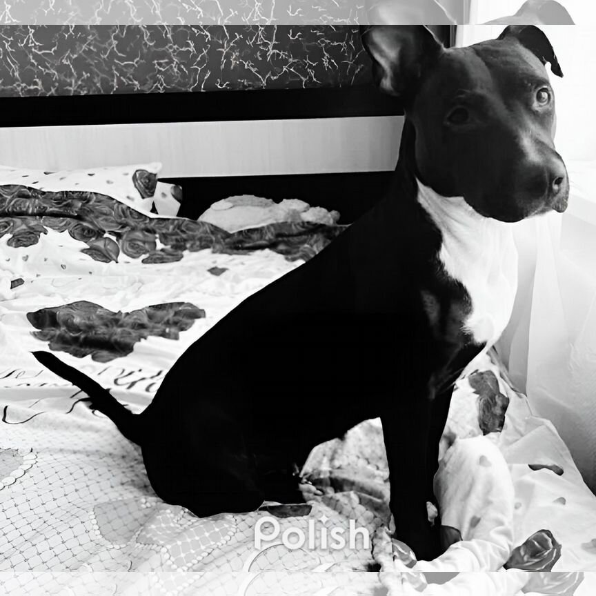 Собака стаффорд