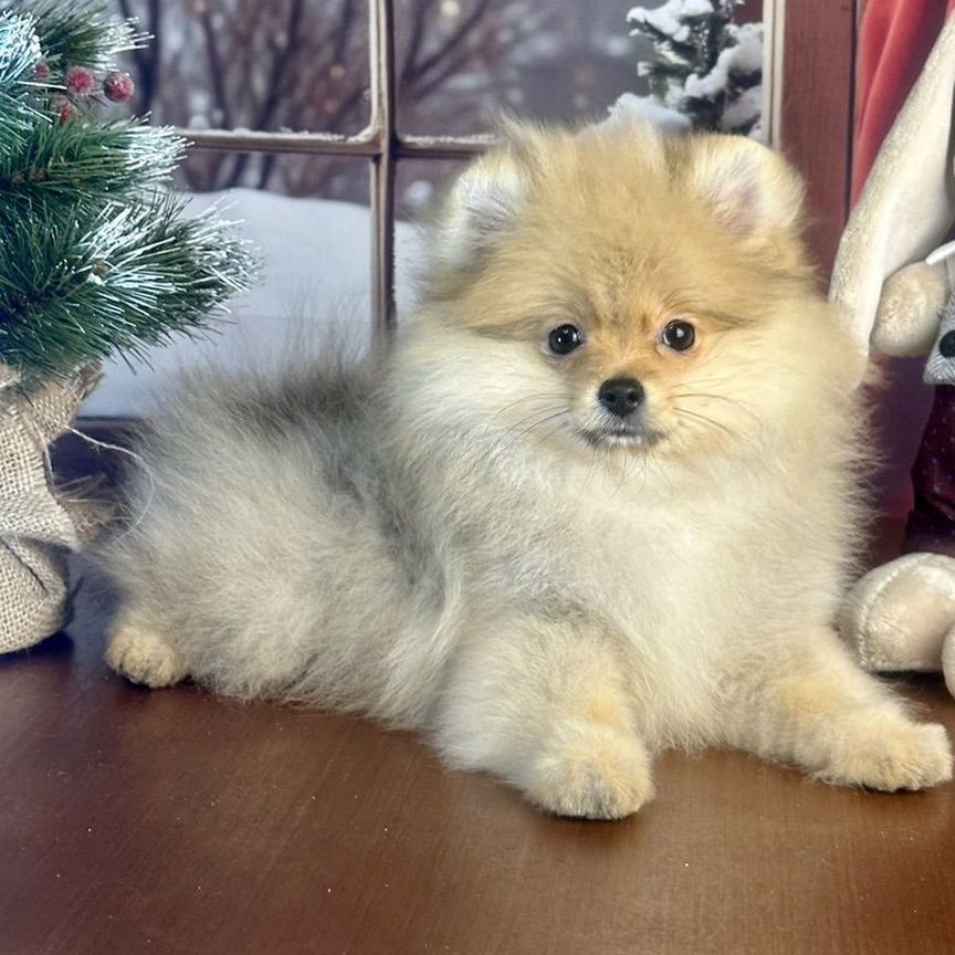 Померанский шпиц, щенок