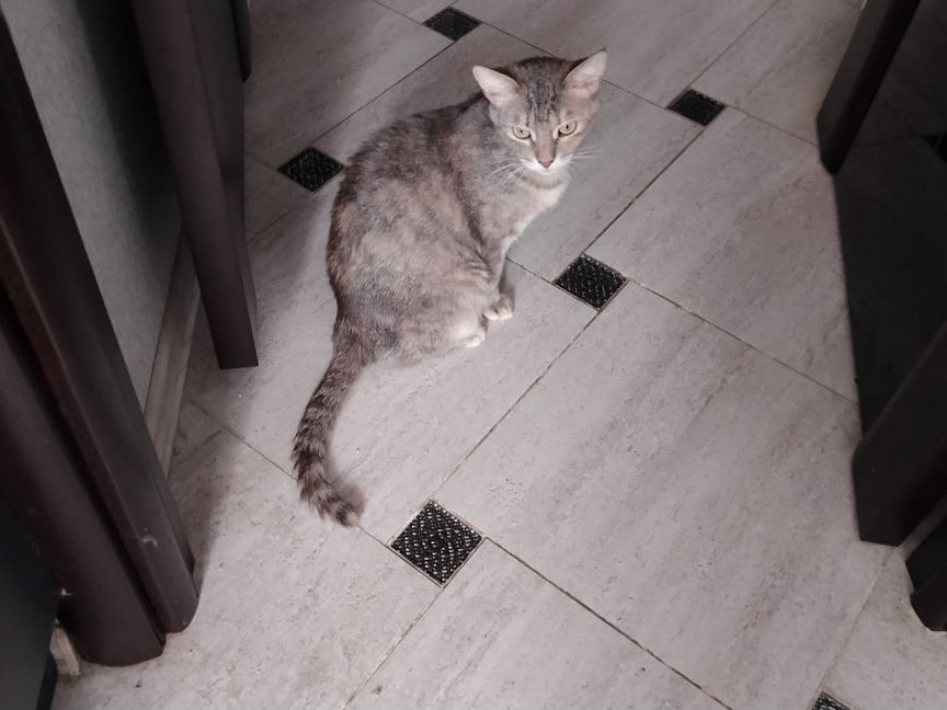 Кошки в добрые руки бесплатно