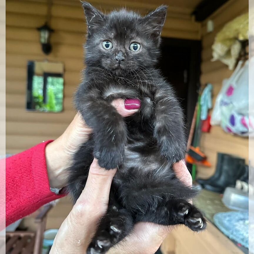 Котята