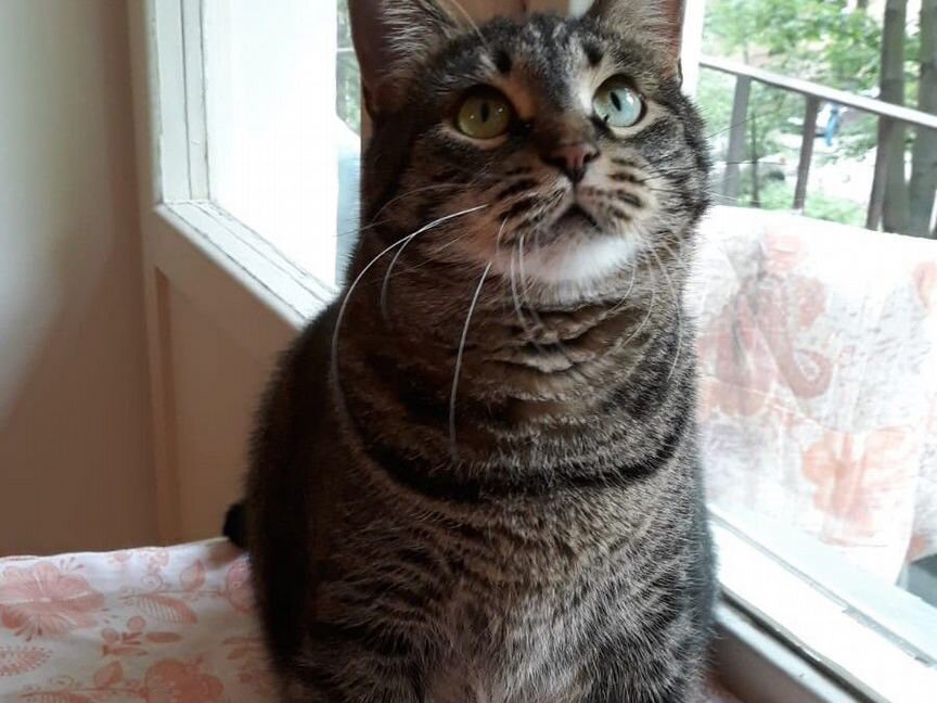 Кошечка классика