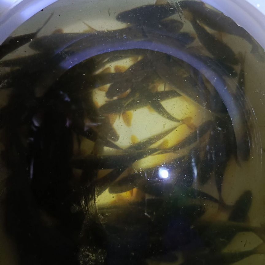 Живец для рыбалки