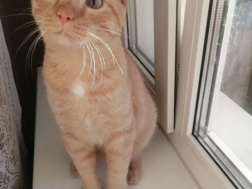 Котик в добрые руки