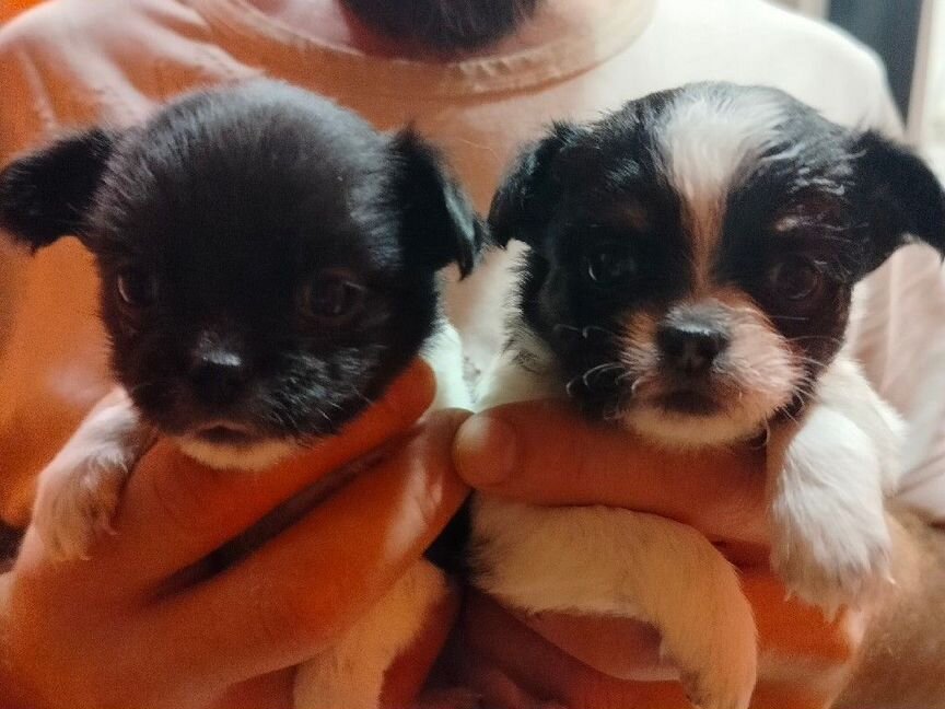 Собака чихуахуа