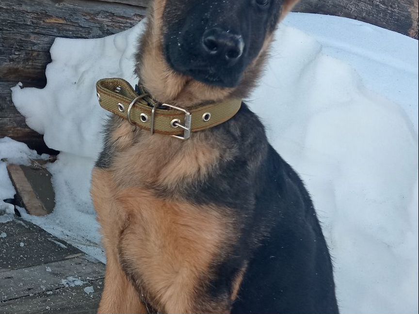 Немецкая овчарка щенок 3 мес