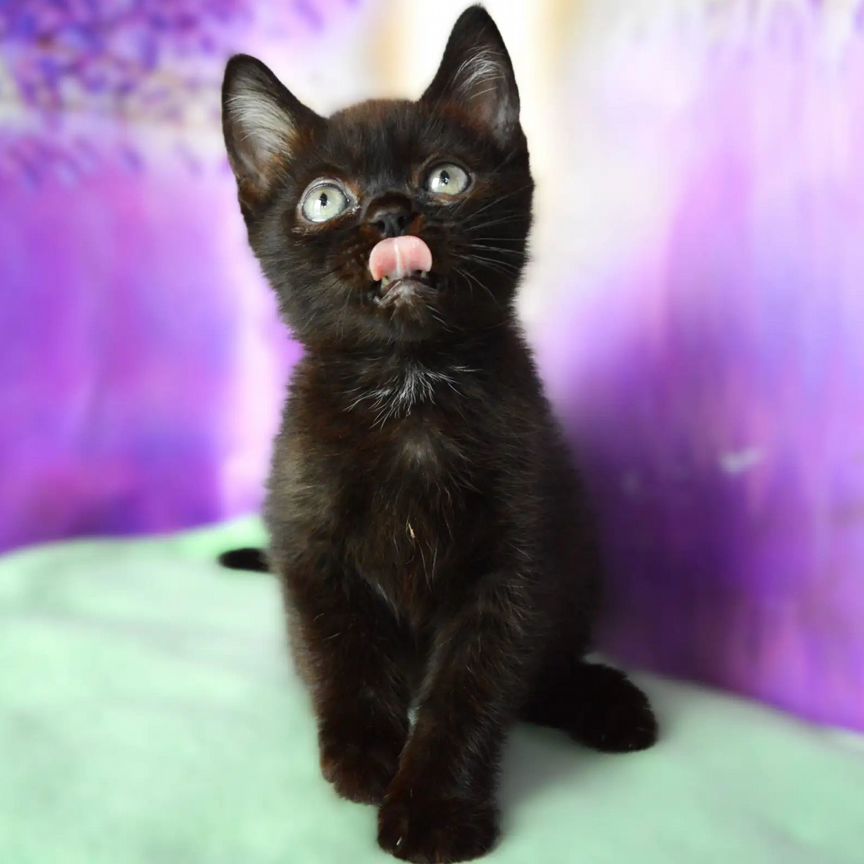 Котёнок в добрые руки