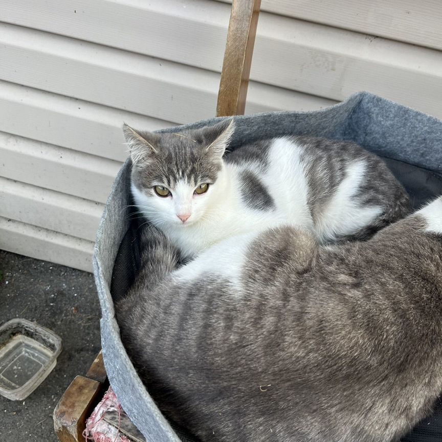 Кошечка в добрыйе руки)