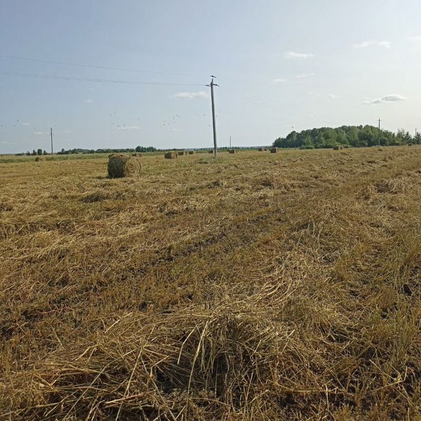 Сено зерносмесь