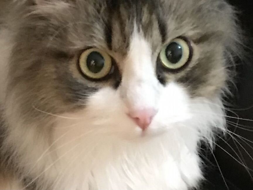 Отдам котика домашнего в добрые руки