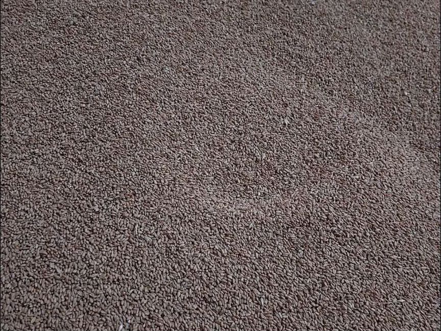 Сахарная свёкла, Кормовой овёс корма