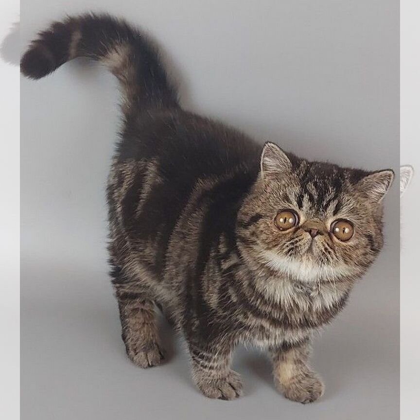 Экзотический короткошёрстный котёнок