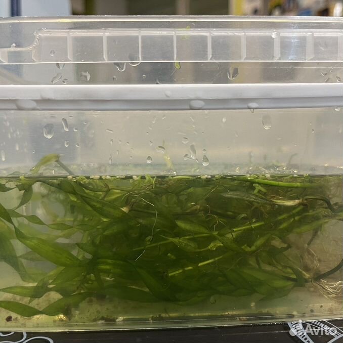 Валлиснерия спиральная и элодея