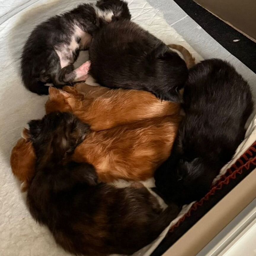 Мейн-кун котёнок