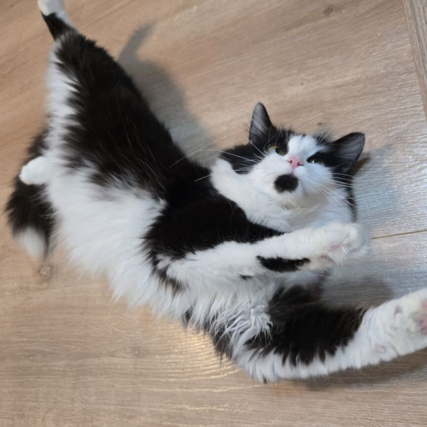 Европейская короткошёрстная, взрослая кошка