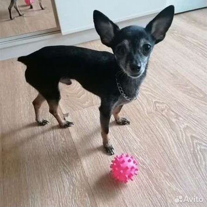 Отдам бесплатно мини той терьера